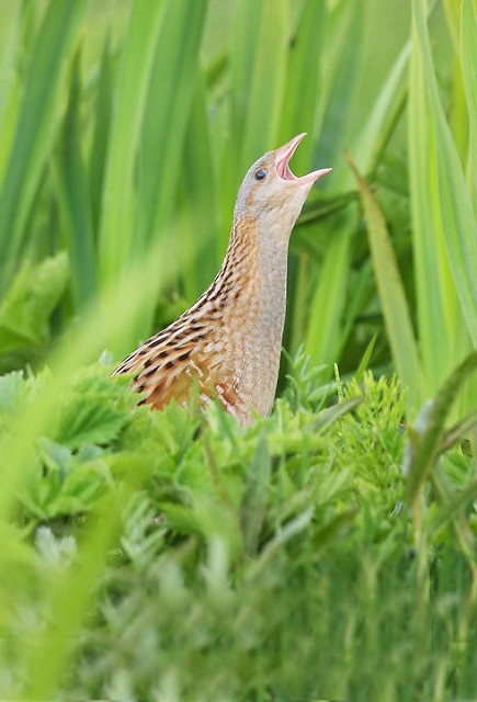 Details : Corncrake - BirdGuides