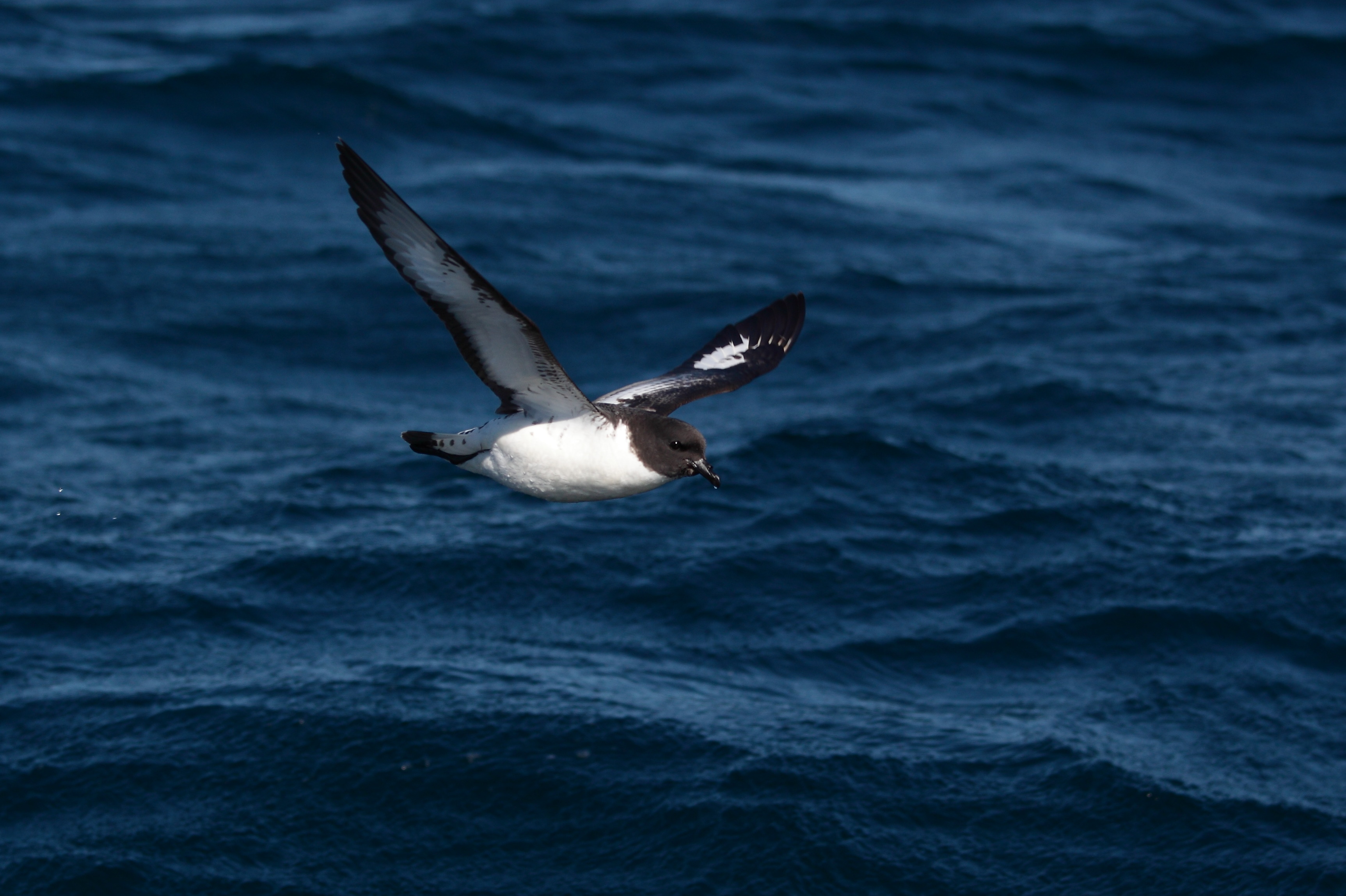 Details : Cape Petrel - BirdGuides