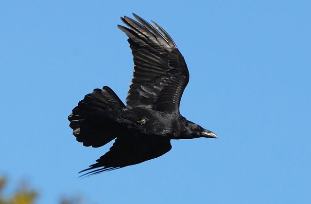 Details : Raven - BirdGuides