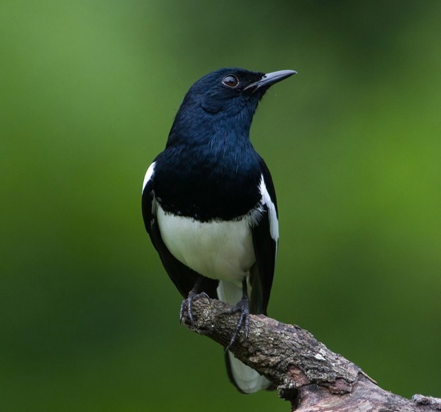 Details : Oriental Magpie-Robin - BirdGuides