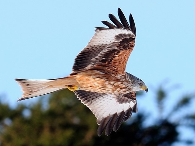 Red Kites restored across Scotland - BirdGuides