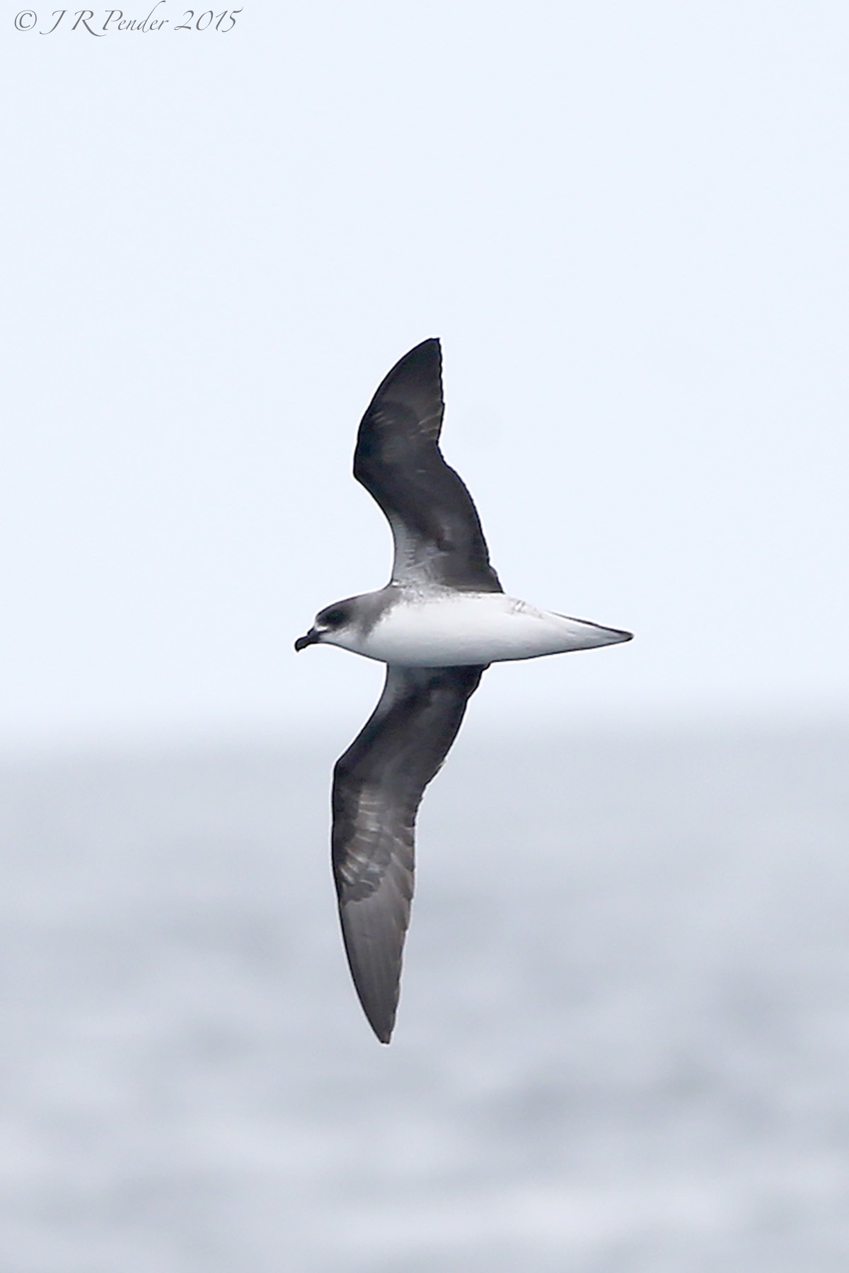 Details : Fea's Petrel - BirdGuides
