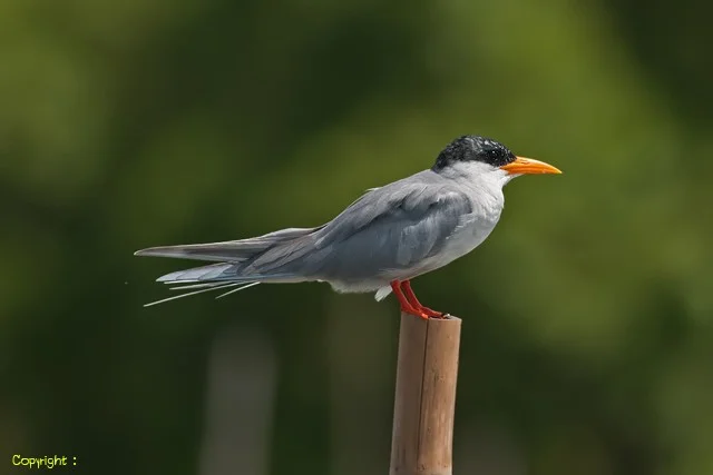 Details : River Tern - BirdGuides