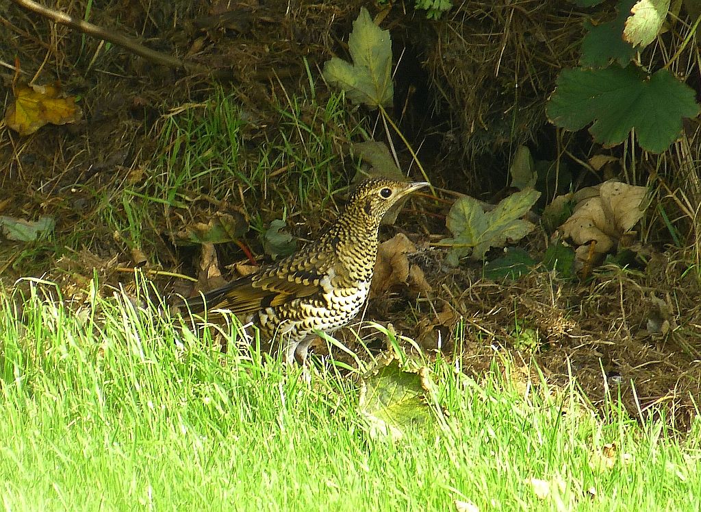 Details : White's Thrush - BirdGuides