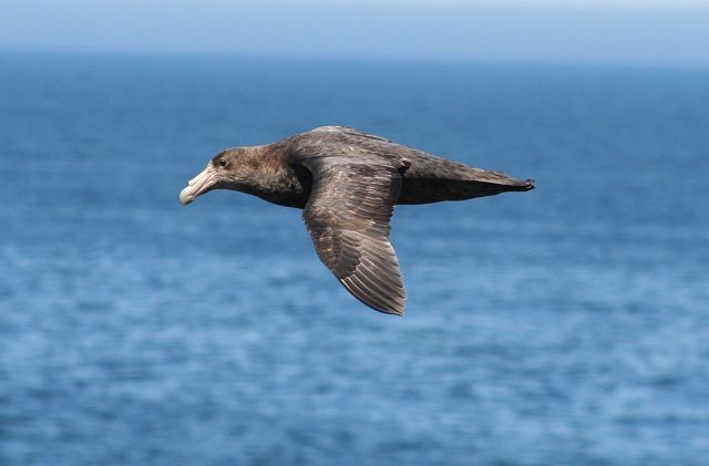 Details : Southern Giant Petrel - BirdGuides