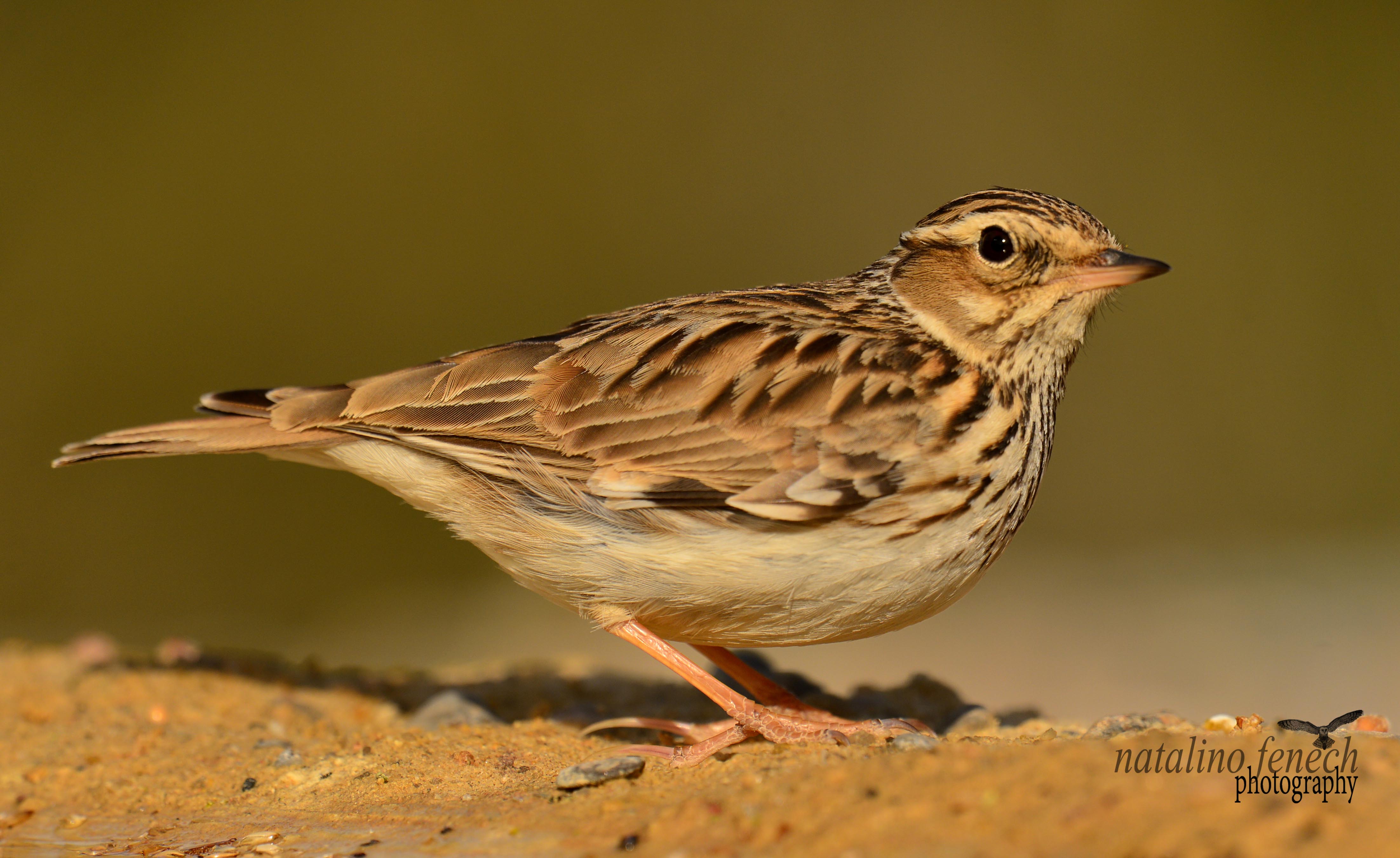 Details : Woodlark - BirdGuides