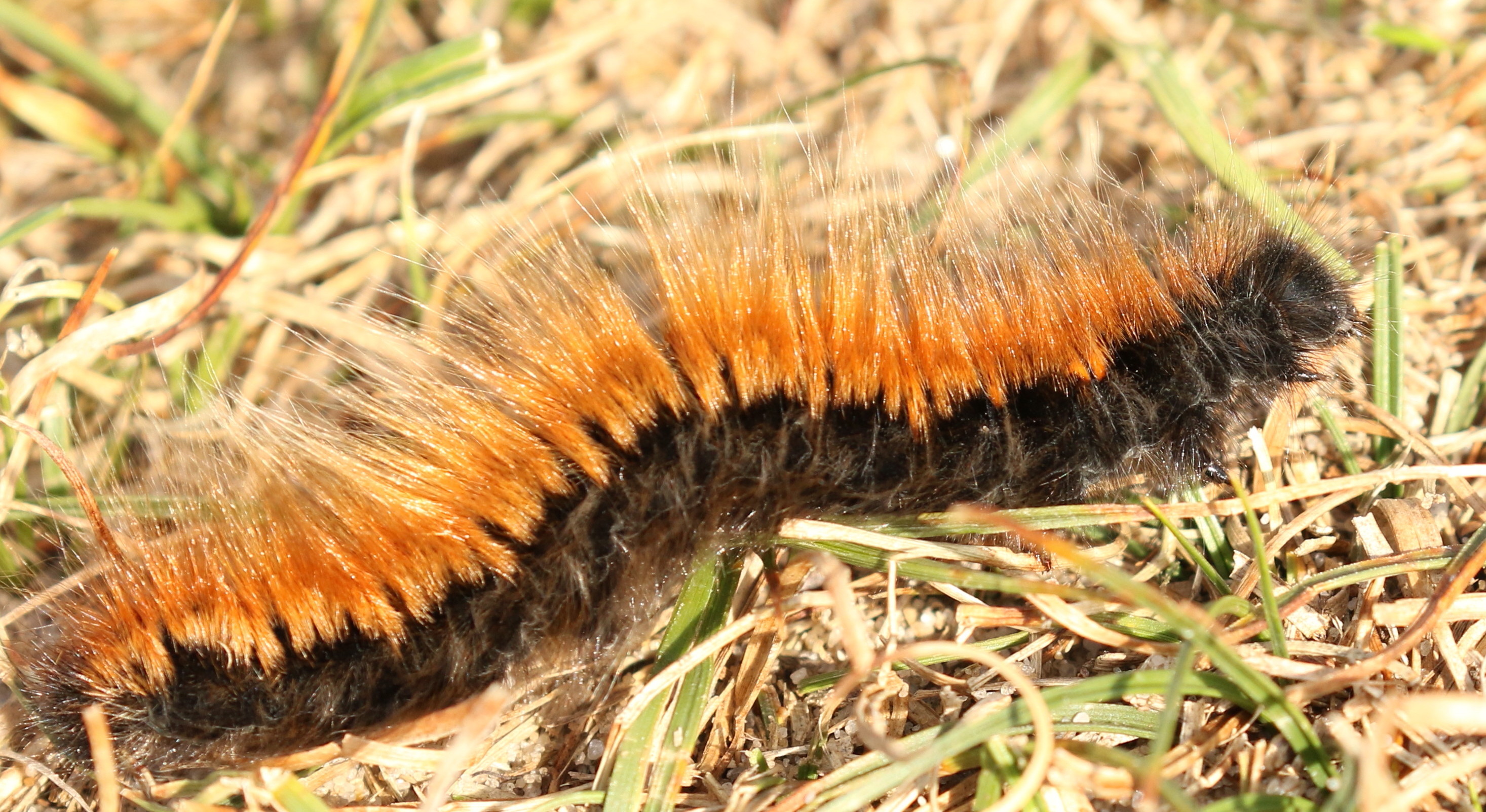 Details : Fox Moth - BirdGuides