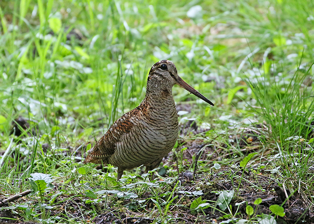 Details : Eurasian Woodcock - BirdGuides
