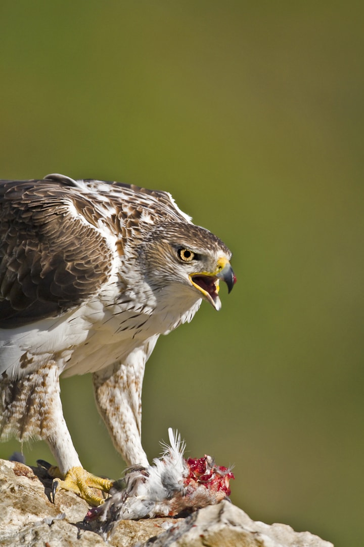 Bonelli's Eagle by Peter Beesley - BirdGuides