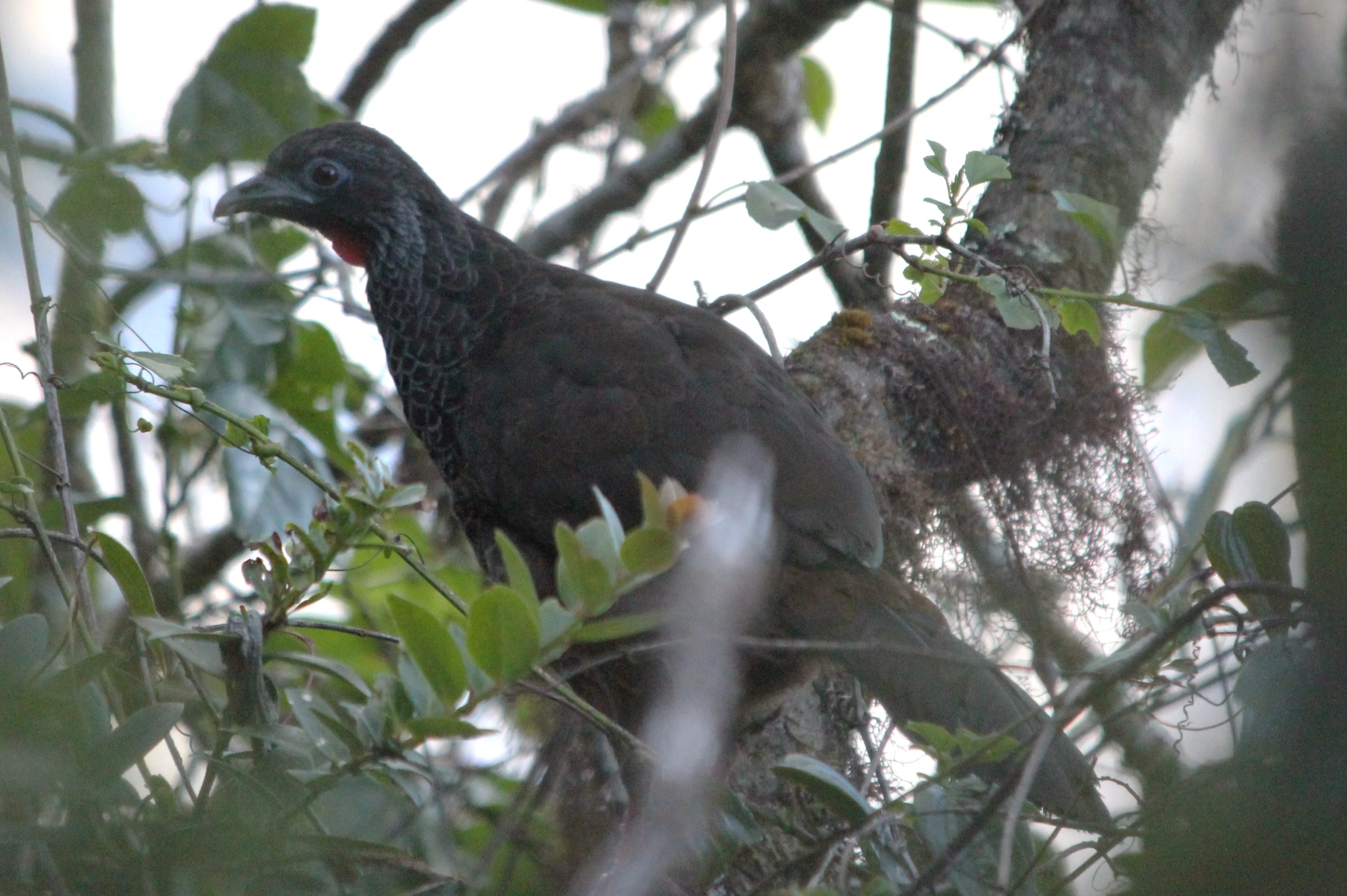 Details : Andean Guan - BirdGuides
