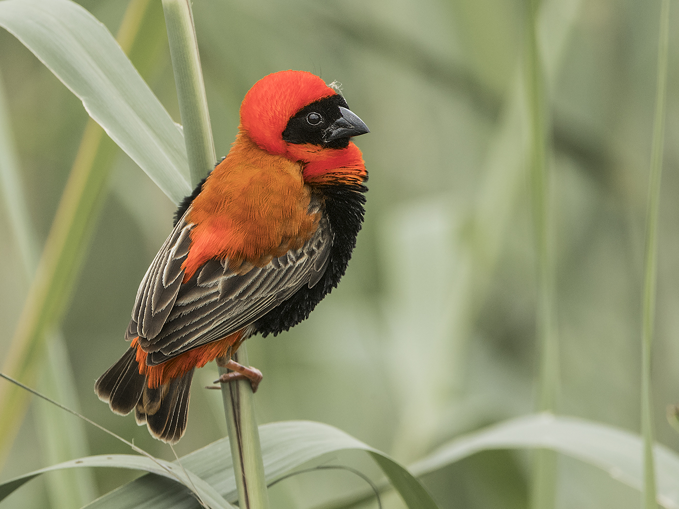 Details : Southern Red Bishop - BirdGuides