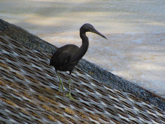 Details : Pacific Reef Heron - BirdGuides