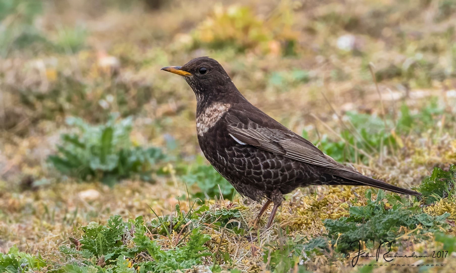 Ring Ouzel by John Richardson - BirdGuides