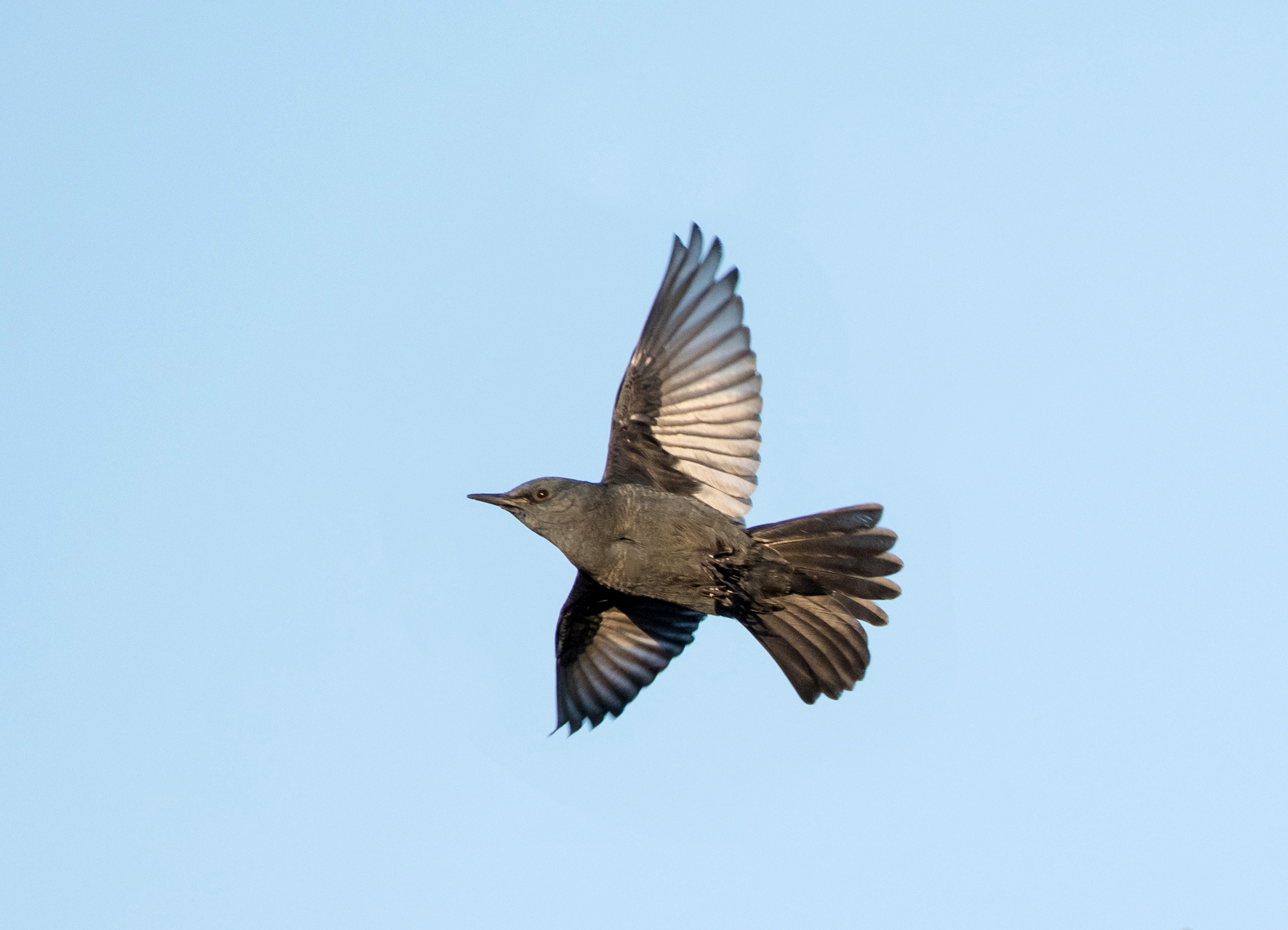 Rarity finders: Blue Rock Thrush in Gloucestershire - BirdGuides