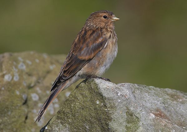 Details : Twite - BirdGuides