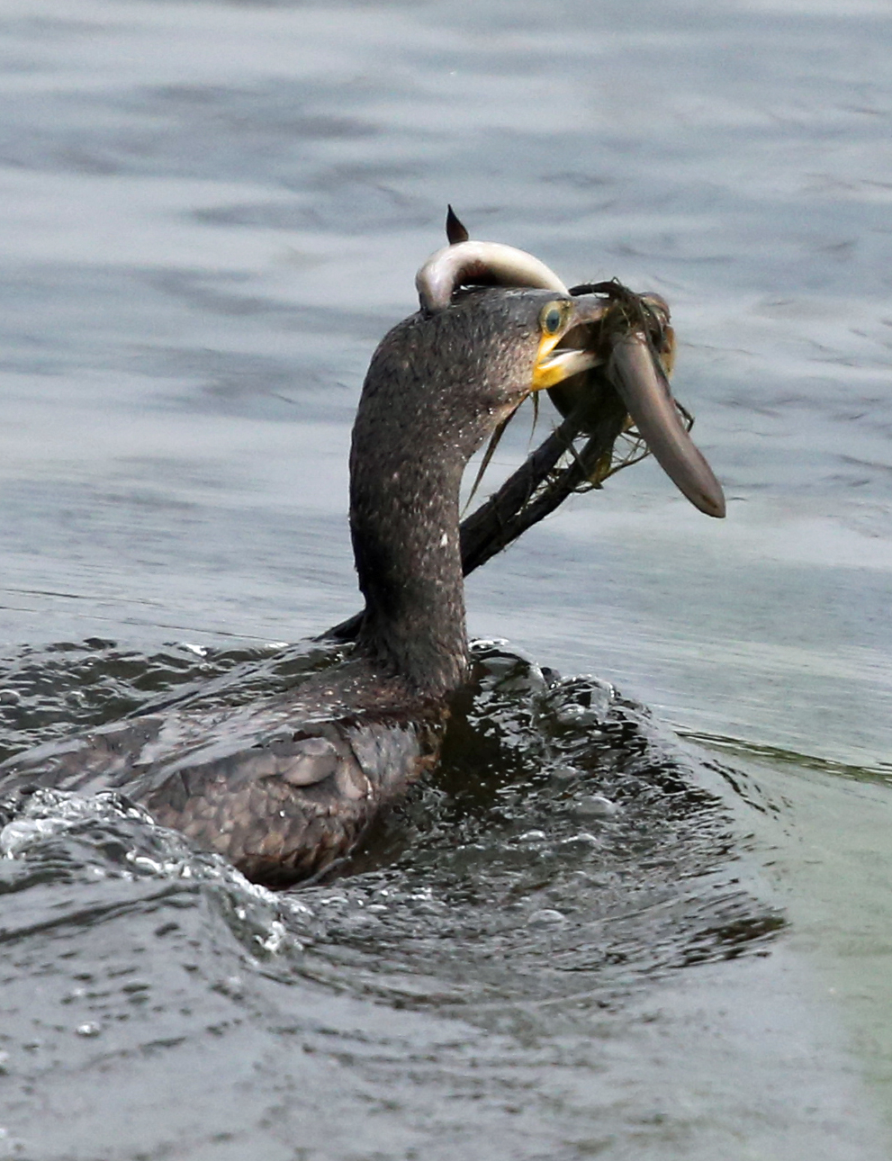 Details : Great Cormorant - BirdGuides