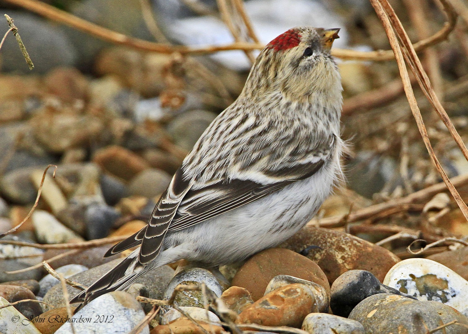 Hornemann's Arctic Redpoll by John Richardson - BirdGuides