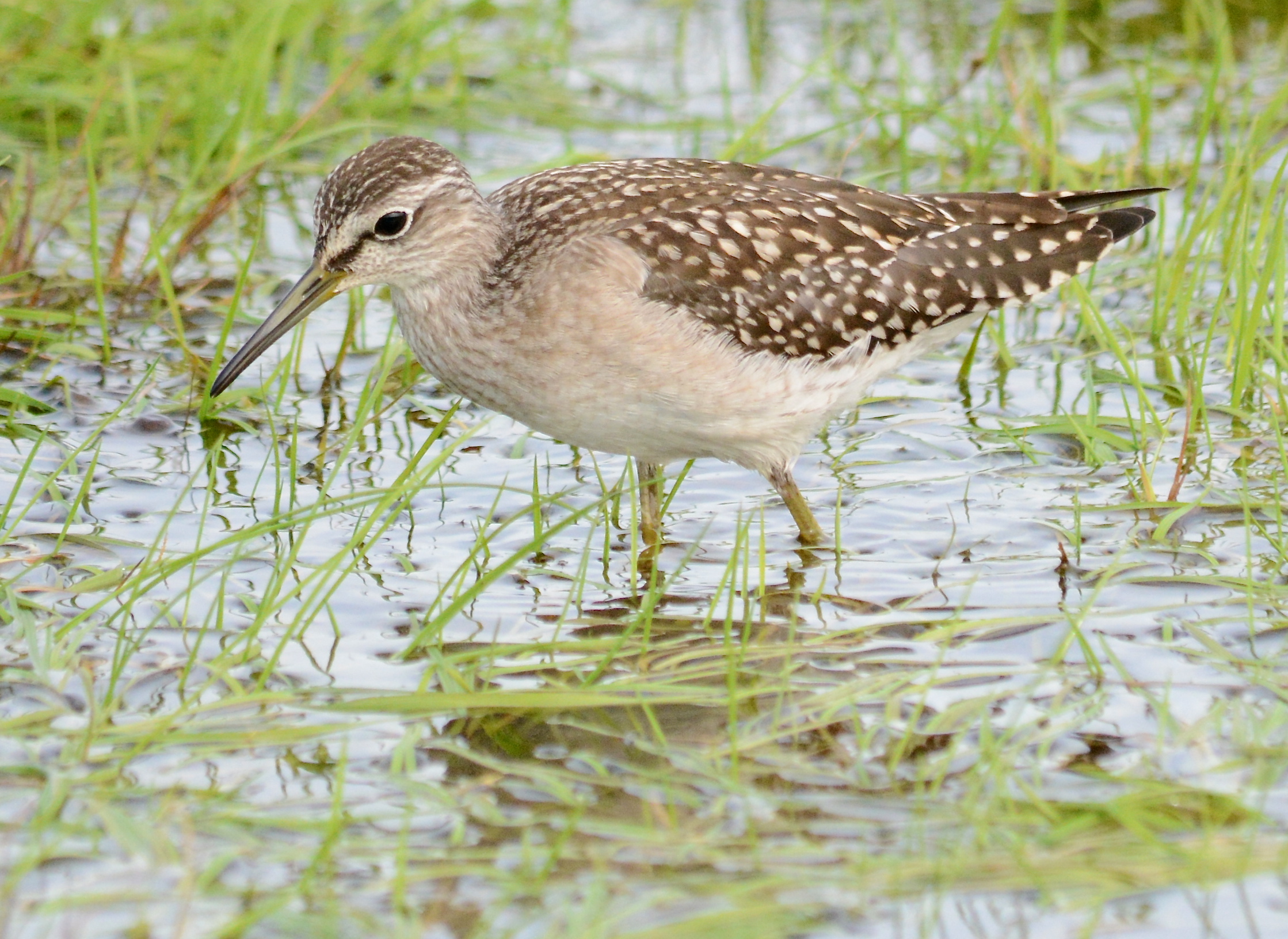 Details : Wood Sandpiper - BirdGuides