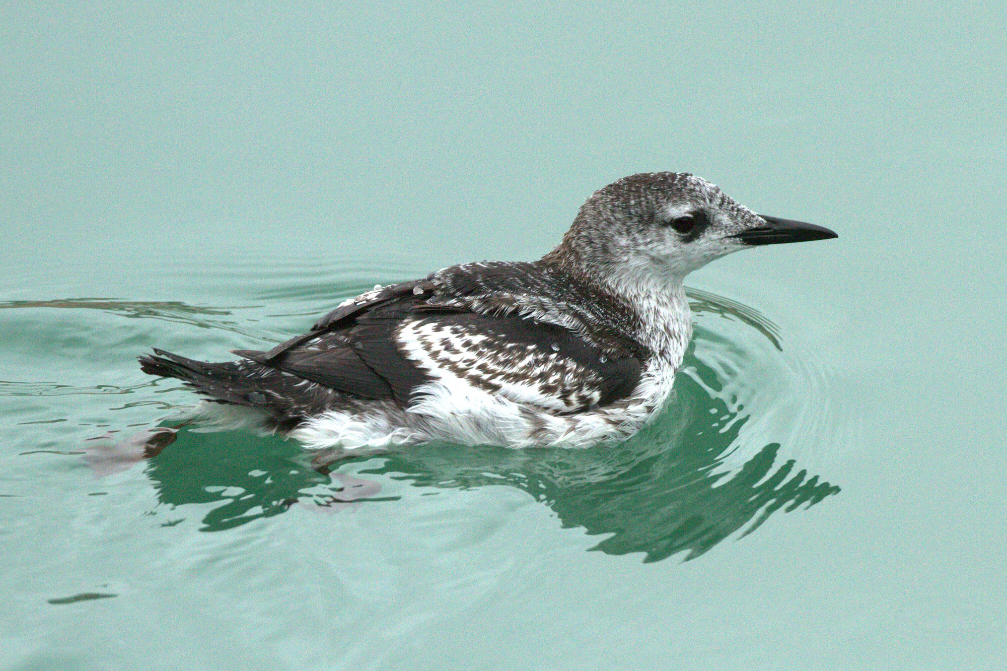 Black Guillemot by Brian Mellow - BirdGuides