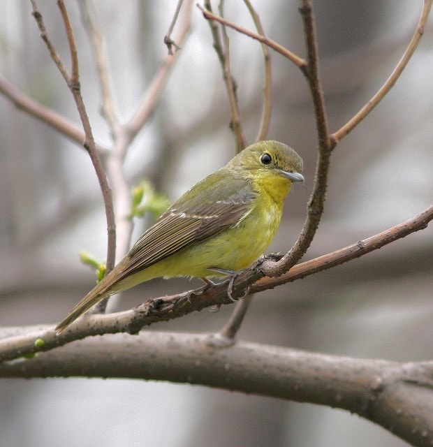 Green-backed Flycatcher by Steve Wilce - BirdGuides