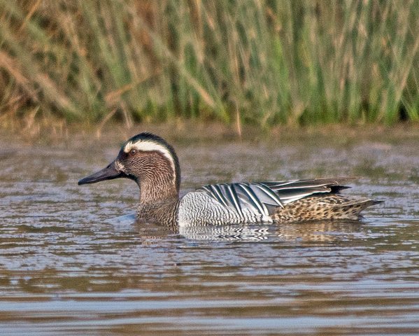 Eakring Birdwatching Site - BirdGuides