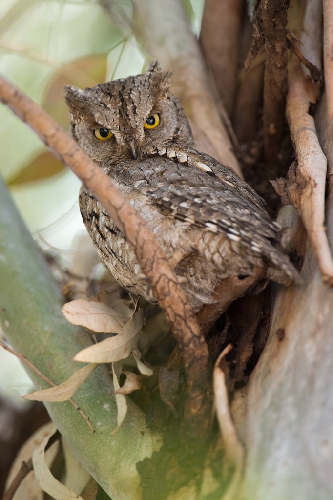 Eurasian Scops Owl by Marc FASOL - BirdGuides