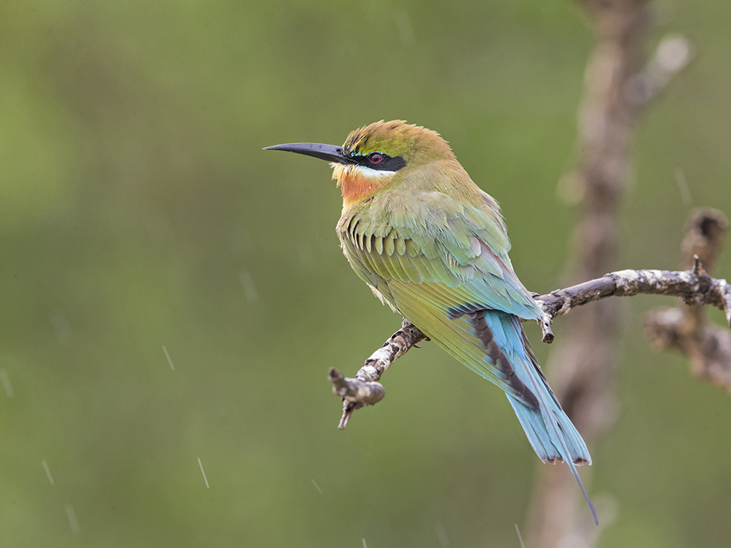 Details : Blue-tailed Bee-eater - BirdGuides
