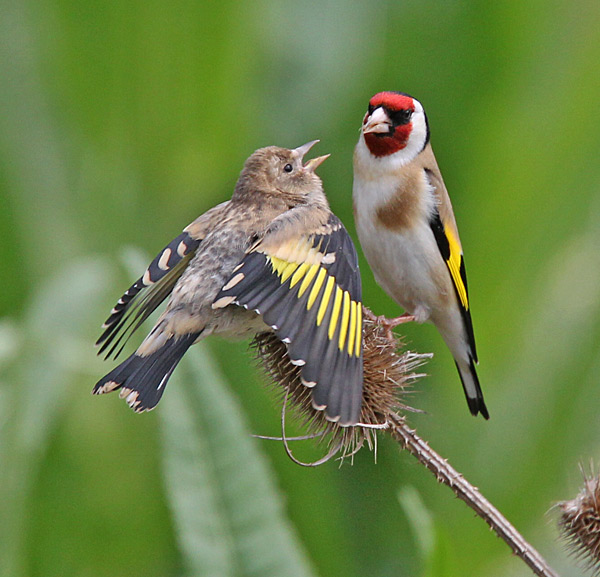 Goldfinch by Andrew Moon - BirdGuides