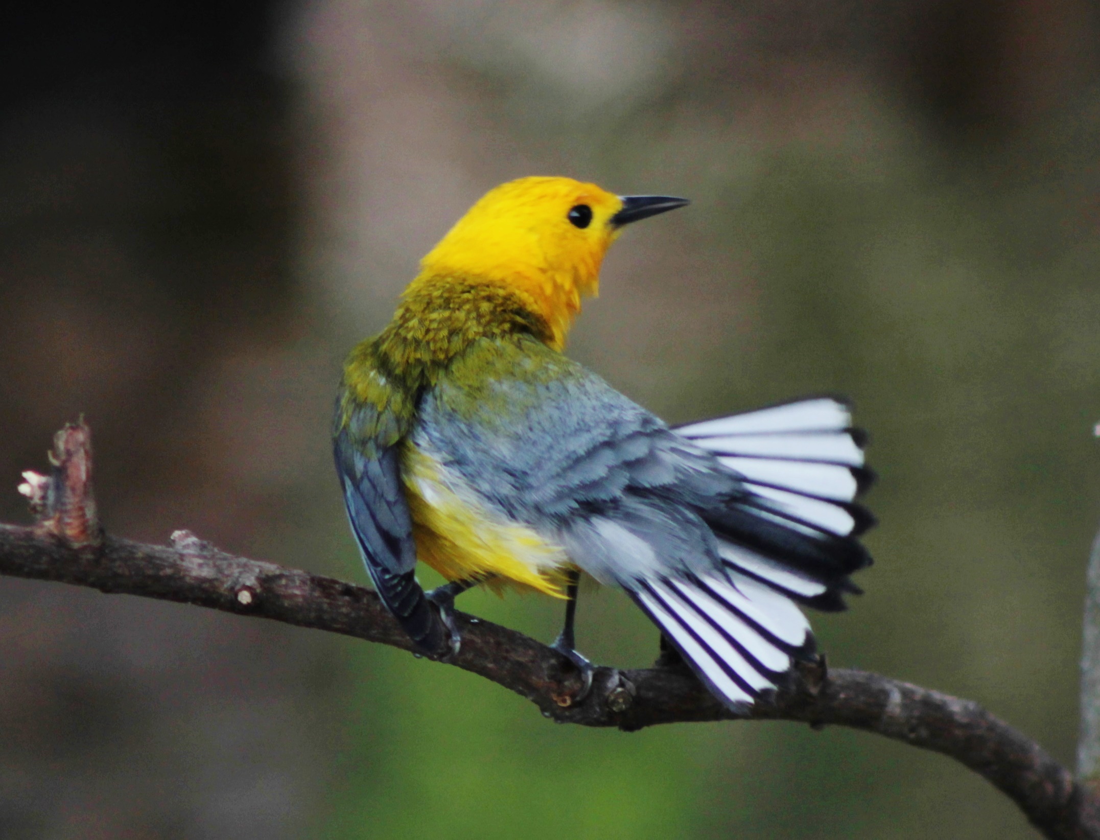 Details : Prothonotary Warbler - BirdGuides