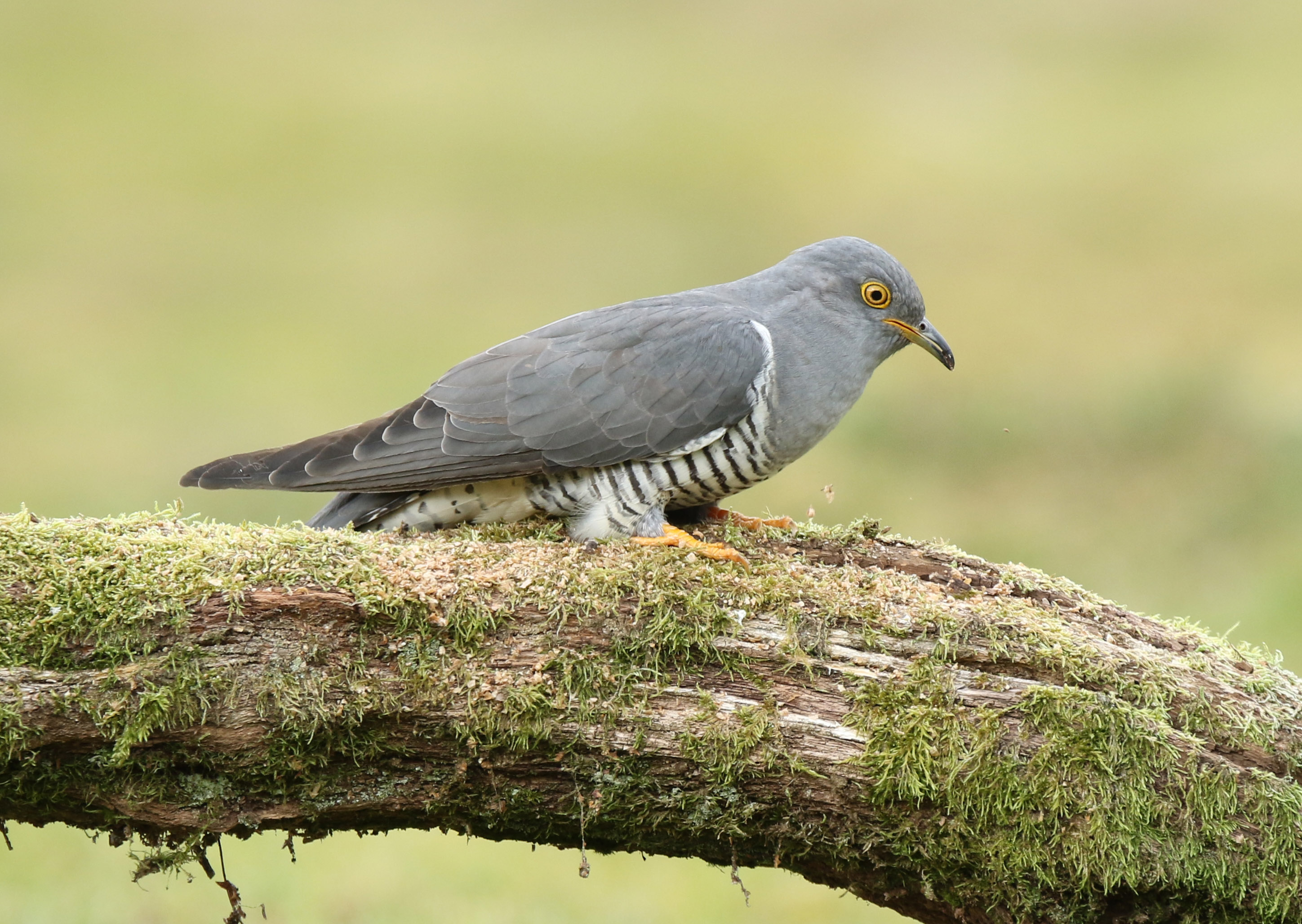 Details : Common Cuckoo - BirdGuides