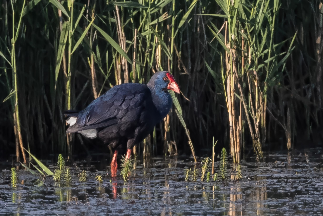 Western Swamphen in Suffolk - a new British bird? - BirdGuides