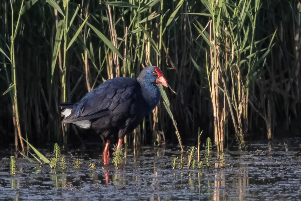 Western Swamphen in Suffolk – a new British bird? - BirdGuides