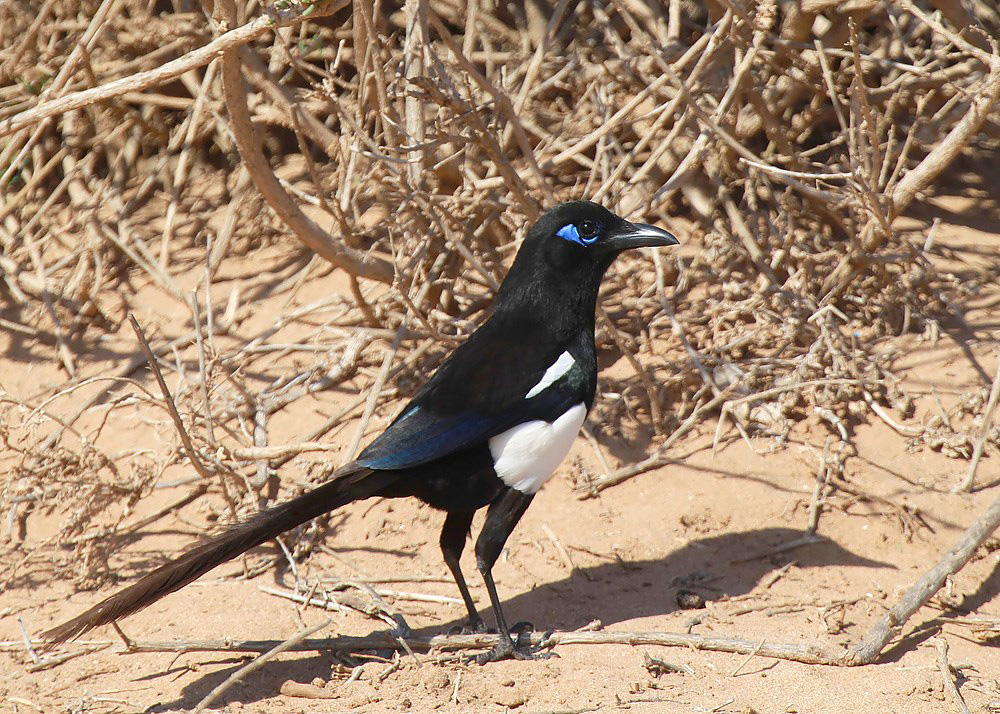 Details : Maghreb Magpie - BirdGuides
