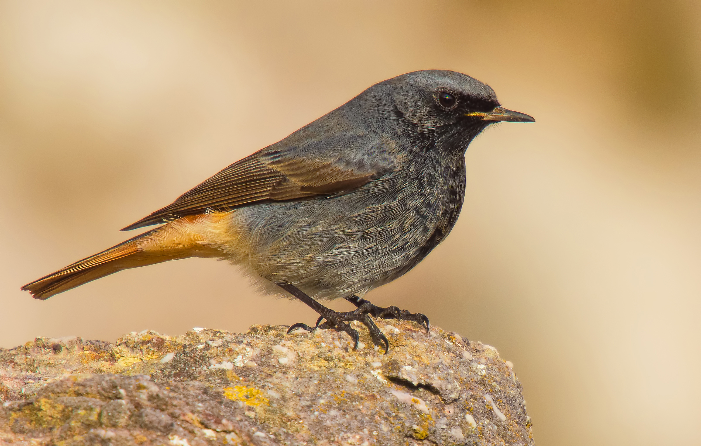 Black Redstart by John Tymon - BirdGuides