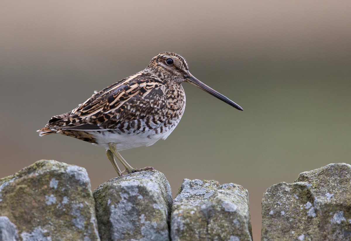 Details : Common Snipe - BirdGuides