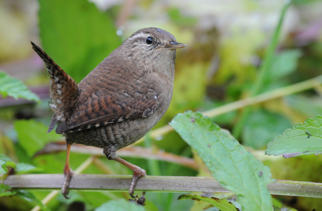 Details : Eurasian Wren - BirdGuides