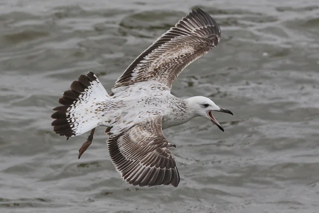 Details : Caspian Gull - BirdGuides