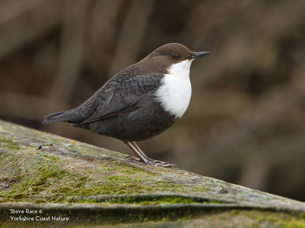 Details : Black-bellied Dipper - BirdGuides
