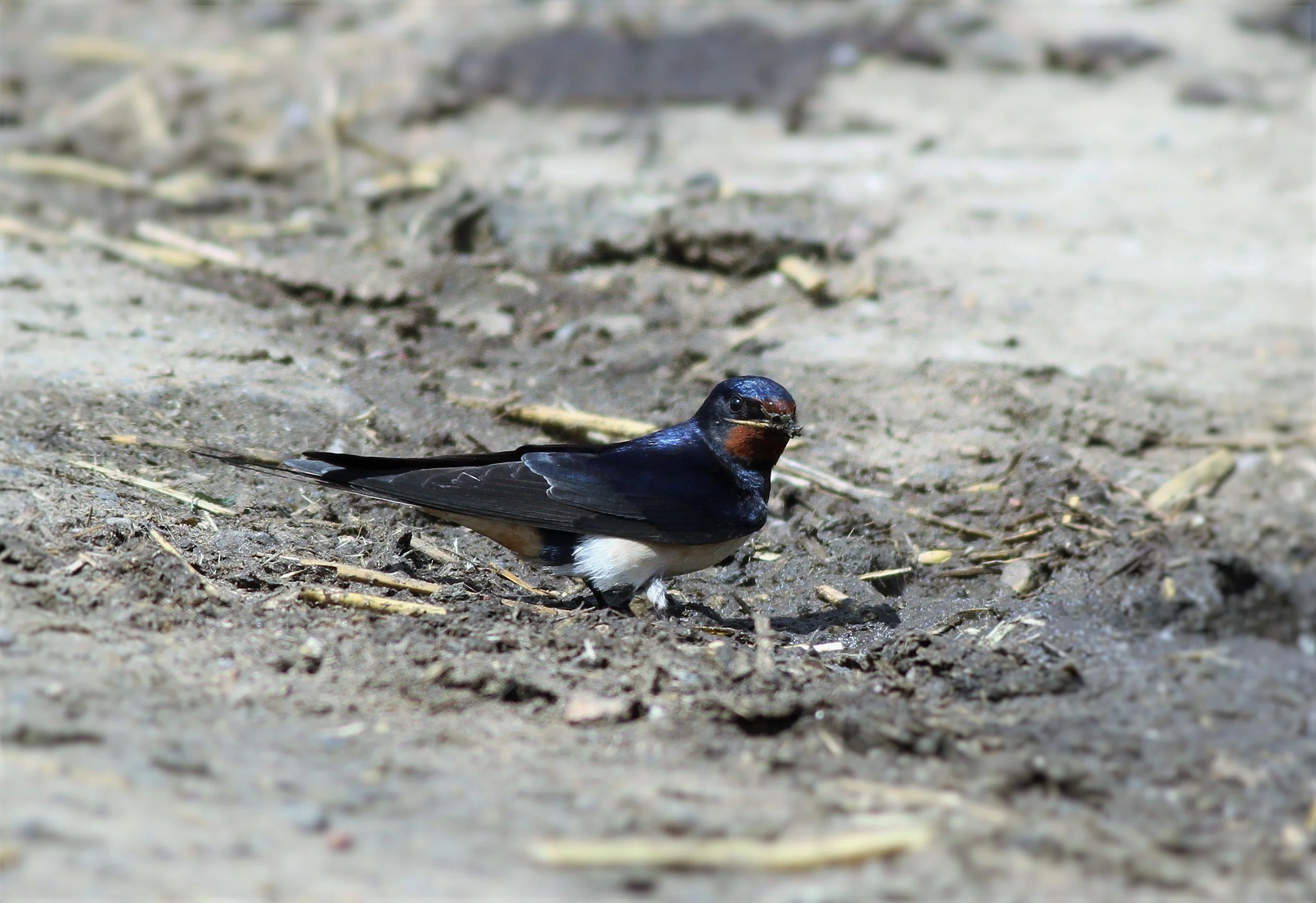Details : American Barn Swallow - BirdGuides