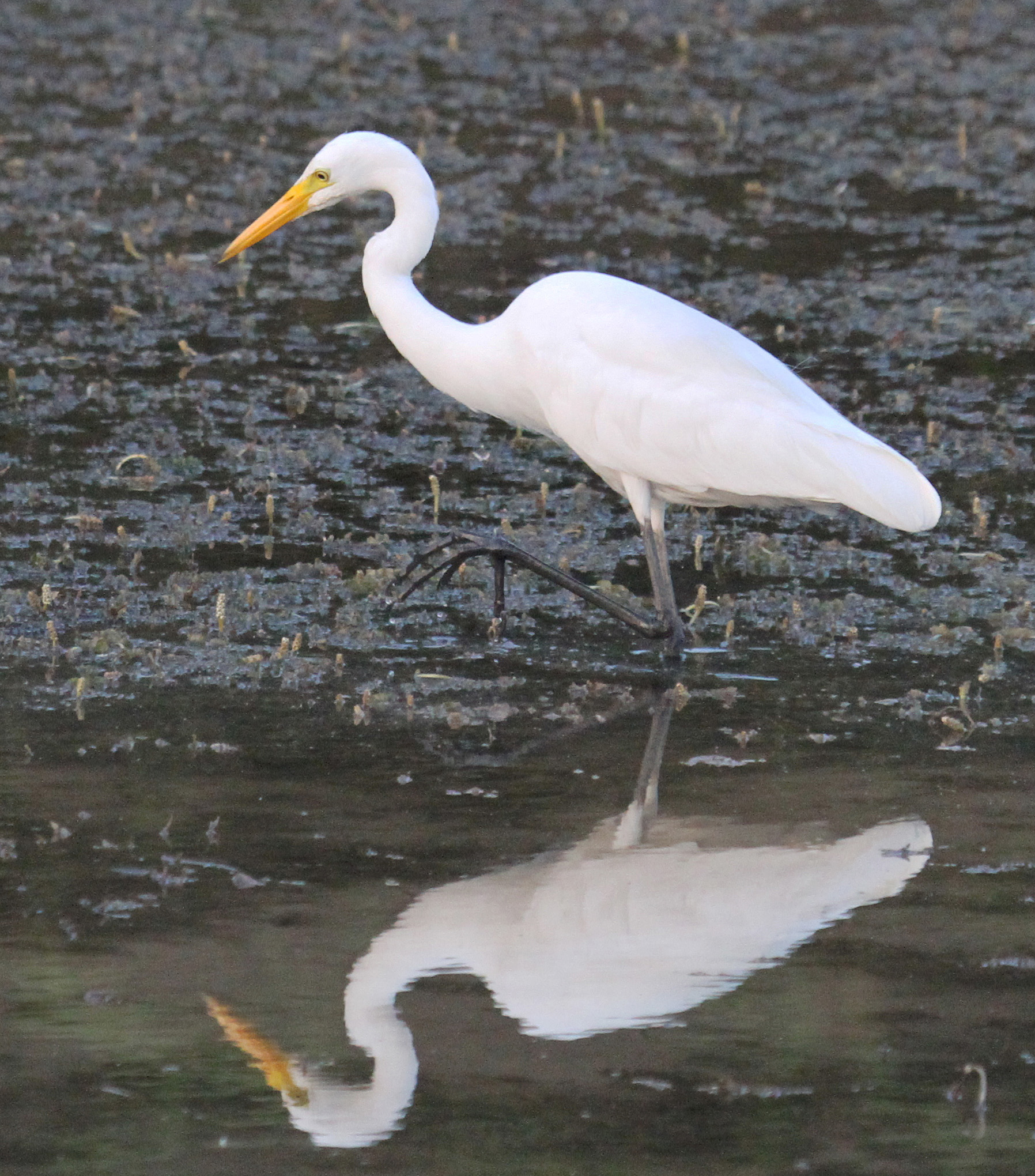 Details : Intermediate Egret - BirdGuides