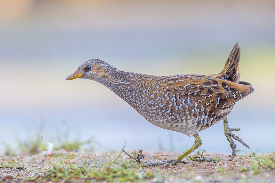 Details : Spotted Crake - BirdGuides