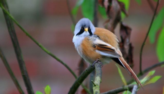 Details : Bearded Tit - BirdGuides