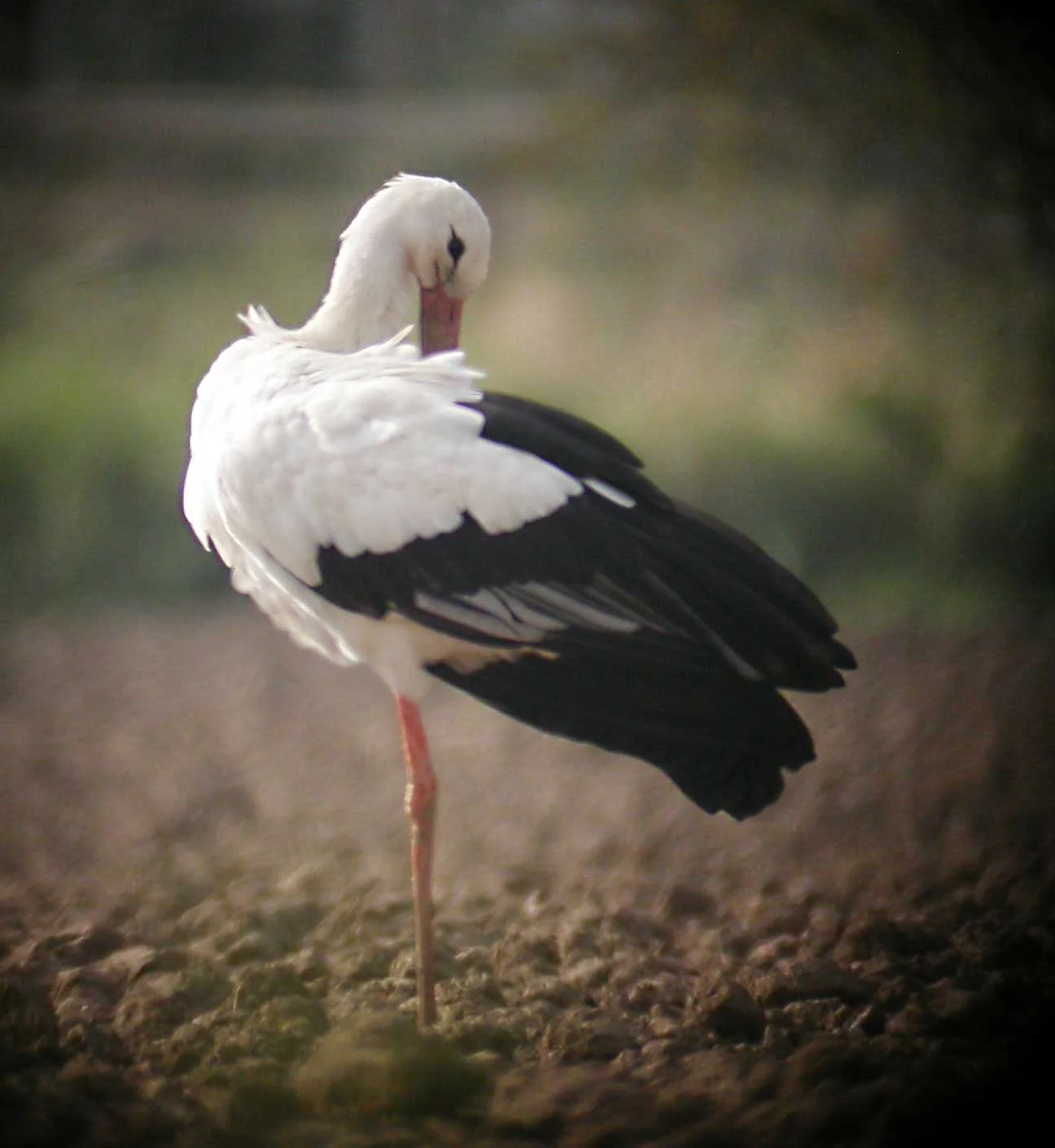 Details : White Stork - BirdGuides