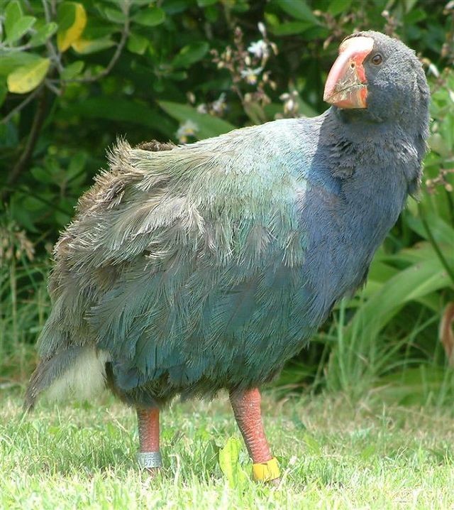 Details : North Island Takahe - BirdGuides