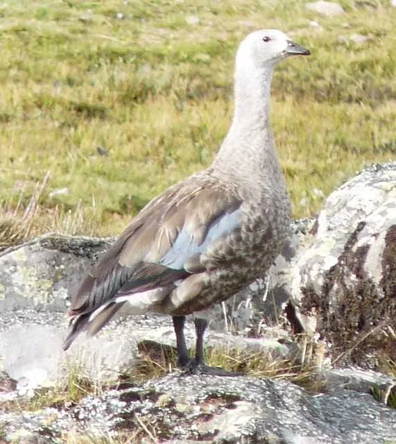 Details : Blue-winged Goose - BirdGuides