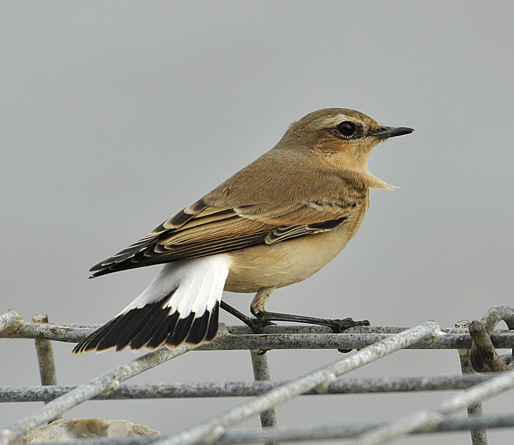 Details : Northern Wheatear - BirdGuides