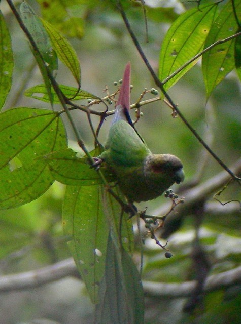 Details : Blood-eared Parakeet - BirdGuides