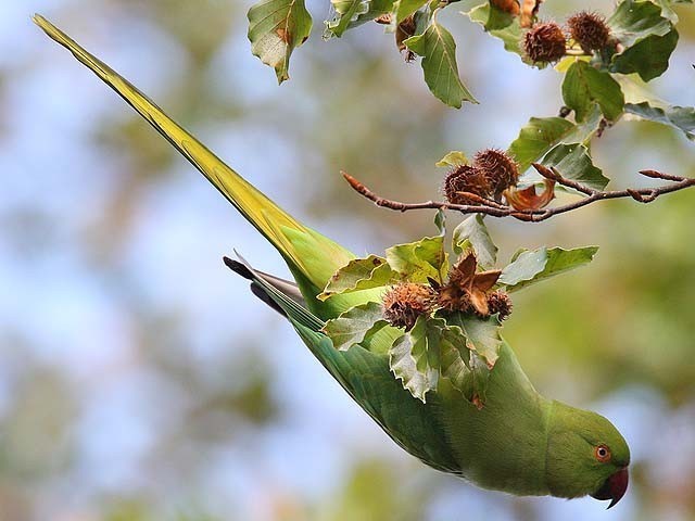 Ring-necked Parakeet census - BirdGuides