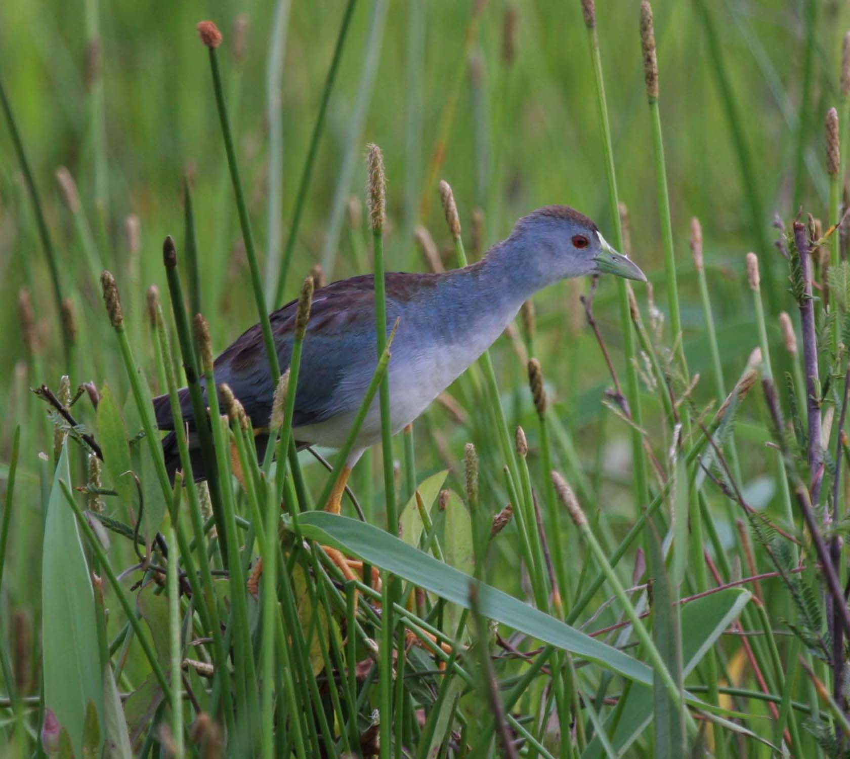 Details : Azure Gallinule - BirdGuides