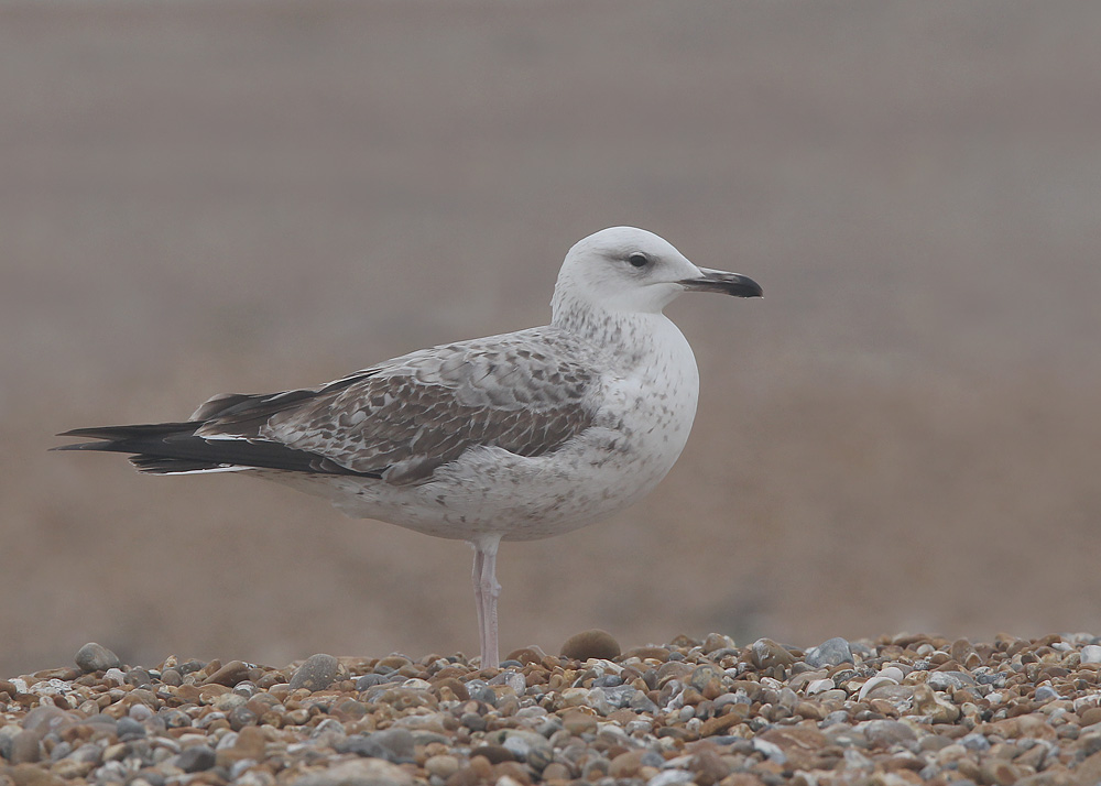 Details : Caspian Gull - BirdGuides